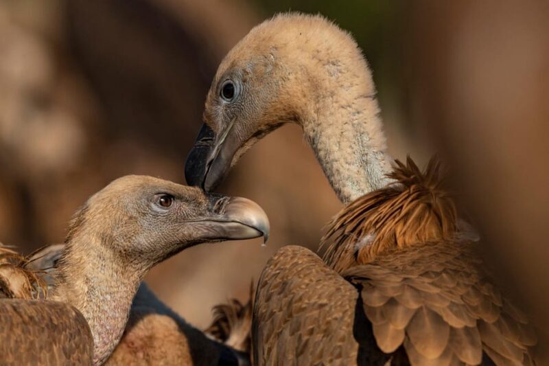 Monfrague Wildlife Experience: Vultures Close-up - What’s Included and What to Expect