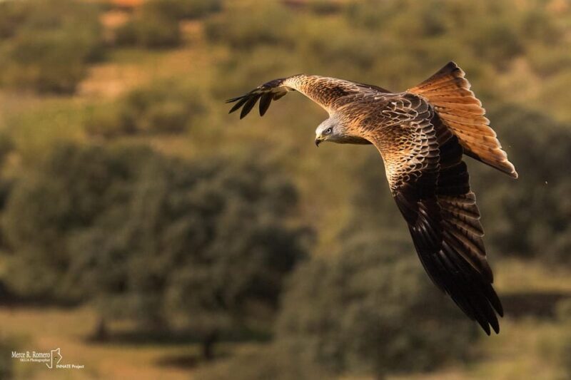 Monfrague Wildlife Experience: Vultures Close-up - Who Will Love This Experience