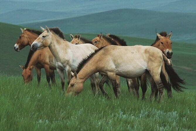 Mongol Nomadic & Khustai National Park Private Full Day Tour - Transition to Khustai Nuruu: The Natural Wonder