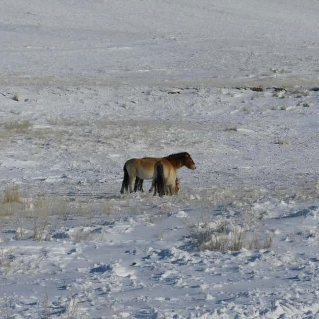 Mongolia: Hustai National Park - What Reviewers Say