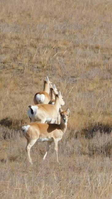 Mongolia: Hustai National Park - FAQ