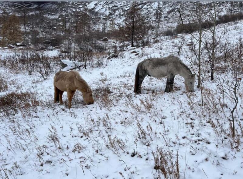 Mongolia: Overnight Nomadic Herders Experience - Authenticity and Comfort: The Balance