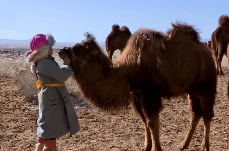 Mongolia: Thousand Camel Festival Tour 3 nights/4 days - Key Points