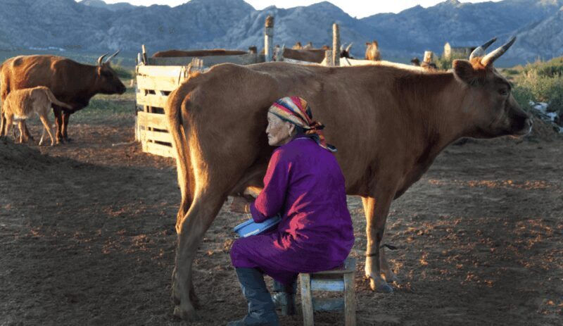 MONGOLIAN NOMADS: 2-Day Horse Trekking & Cow Milking Tour - Overnight Accommodation in a Ger