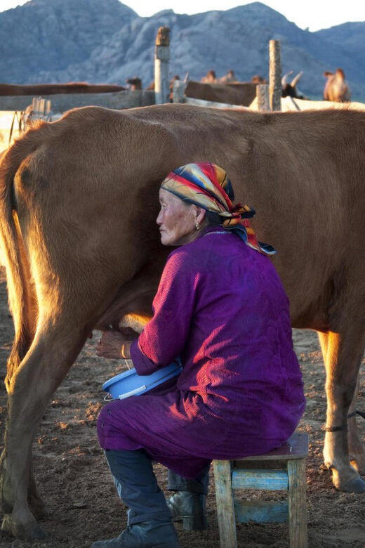 MONGOLIAN NOMADS: 2-Day Horse Trekking & Cow Milking Tour - Day 2: Slow Morning and Departure