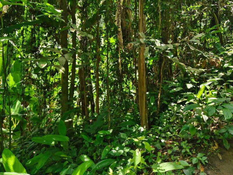 Monk trails hike, Wat Phalat, Monk chanting, Wat Doi Suthep. - Authenticity, Guides, and Reviews