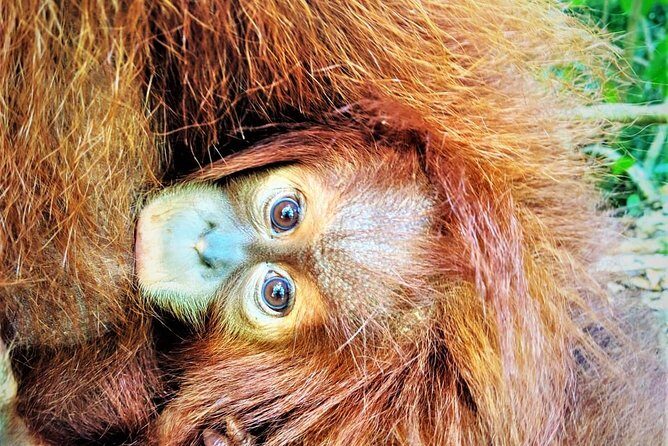 Monkey Business 2 days - 1 night Jungle Trekking (including rafting) - Key Points