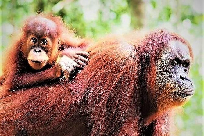 Monkey Business 2 days - 1 night Jungle Trekking (including rafting) - Why This Tour Offers Great Value