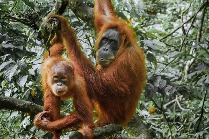 Monkey Business 3 days - 2 nights Jungle trekking (including rafting) - Analyzing the Experience in Detail