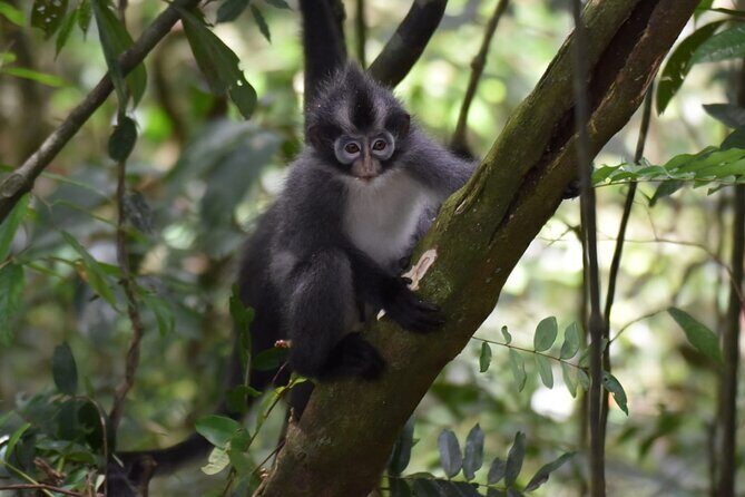 Monkey Business 3 days - 2 nights Jungle trekking (including rafting) - Practical Tips for Future Travelers