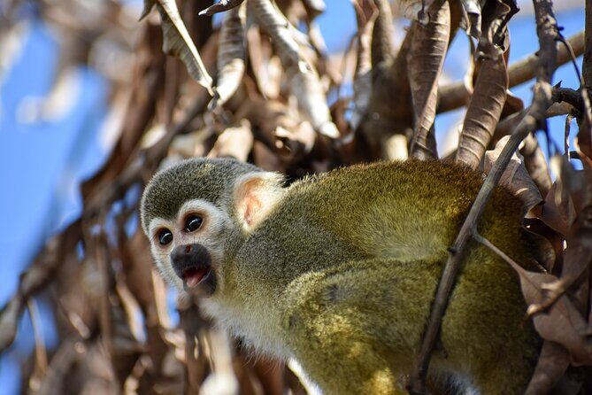 Monkey Encounter and Horse-Riding Tour in Puerto Plata - Introduction: Why This Tour Might Be Perfect for You