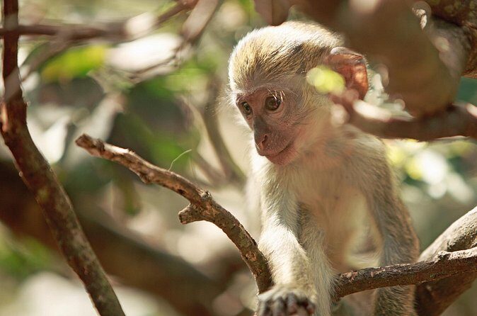 Monkey Feeding and Swimming with the Turtles Private Tour - Who Should Book This Tour?