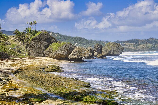 Monkey Feeding and Swimming with the Turtles Private Tour - The Sum Up