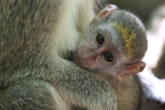 Monkey Feeding and Swimming with the Turtles Private Tour - FAQ