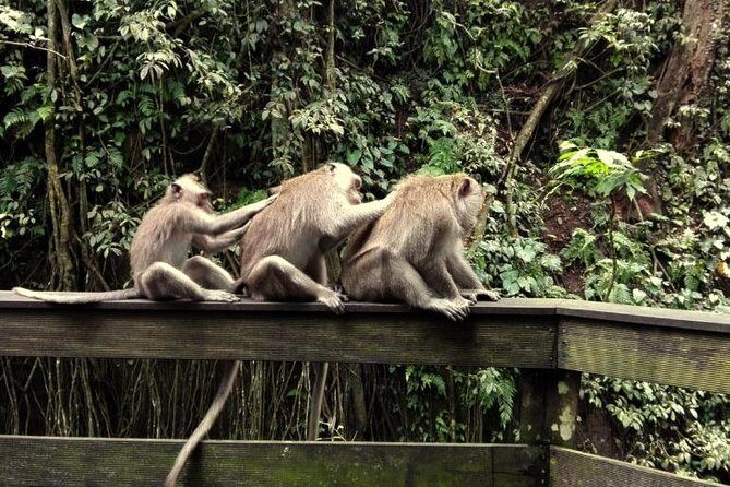 Monkey Forest and Tanah Lot Tour - Who Will Love This Tour?