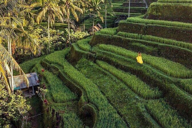 Monkey Forest, Holy Water Temple & Hot Springs Tours - Exploring the Itinerary in Detail