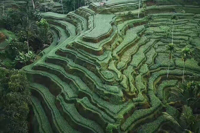 Monkey Forest, Holy Water Temple & Hot Springs Tours - Final Thoughts