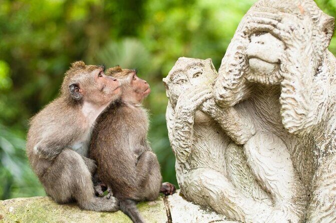 Monkey Forest, Ubud, Waterfall and Rice Terrace - An In-Depth Look at the Tour Experience
