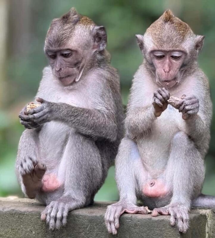 Monkey Forest, Waterfall ,Temple and Rice Terrace - The Sum Up: Who Is This Tour Best For?