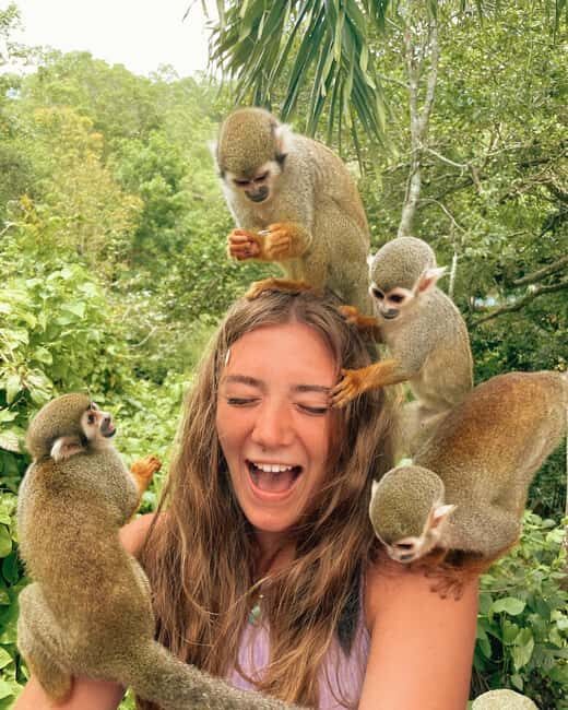 Monkey jungle tour + Transportation from cruise/hotel - Key Points