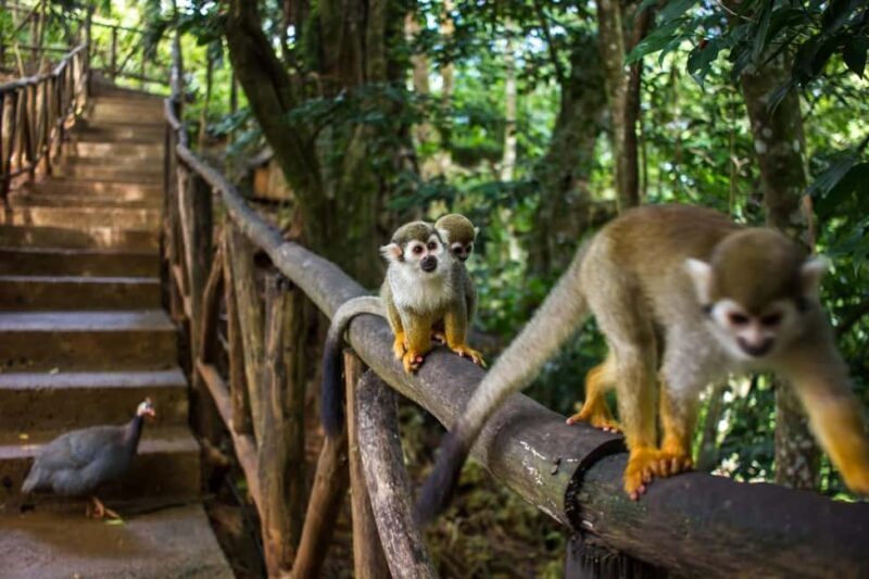 Monkey jungle tour + Transportation from cruise/hotel - Practical Considerations