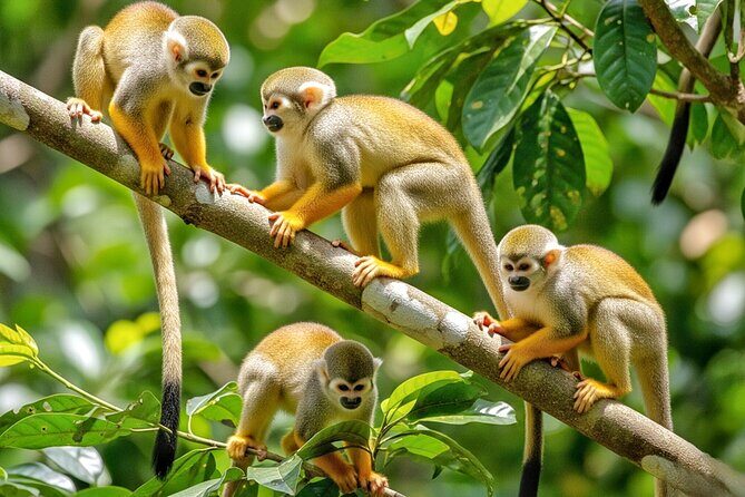 Monkey Magic and City Views in Puerto Plata - Exploring the Itinerary in Detail