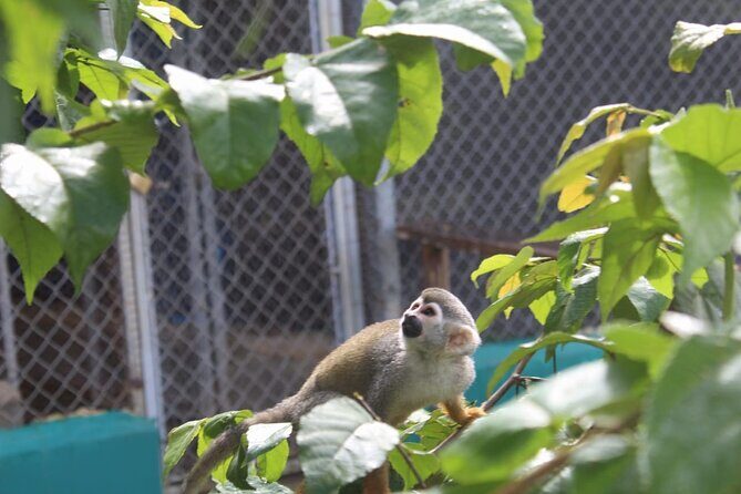 Monkey Magic and City Views in Puerto Plata - Authentic Reviews and Expectations