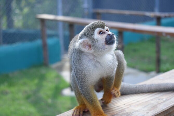 Monkey Tour Interaction and waterfalls excursion in Puerto Plata - Final Verdict