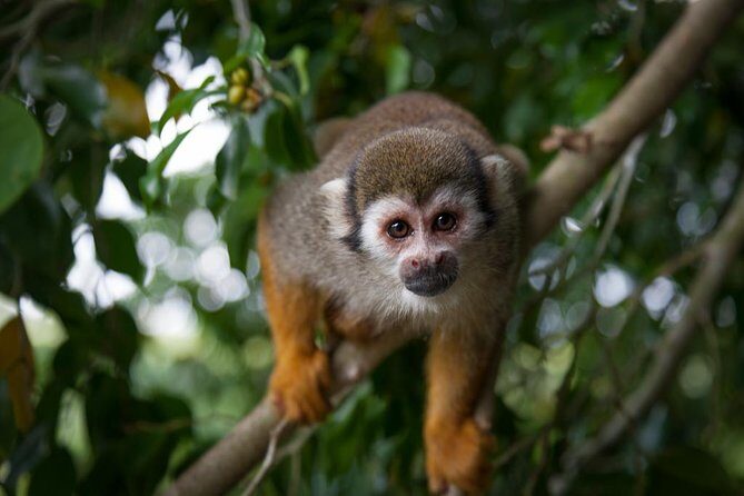 Monkeyland and Plantation Safari Tour from Punta Cana - Key Points