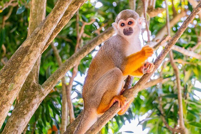 Monkeyland & Plantation Safari Full Day from Juan Dolio - What Travelers Are Saying