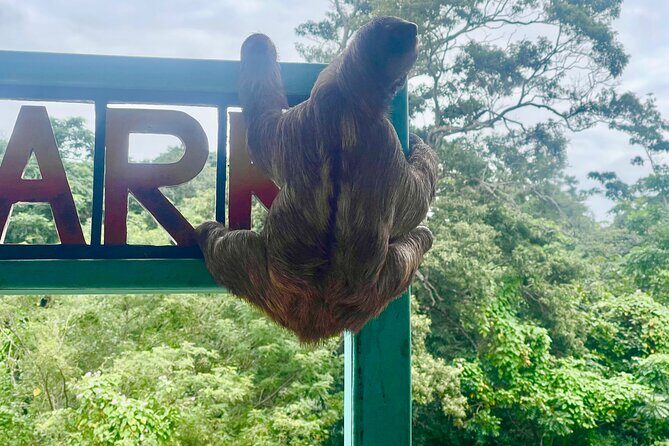Monkeys and sloths, private tour , and beach - Authentic Feedback and Real Perspectives