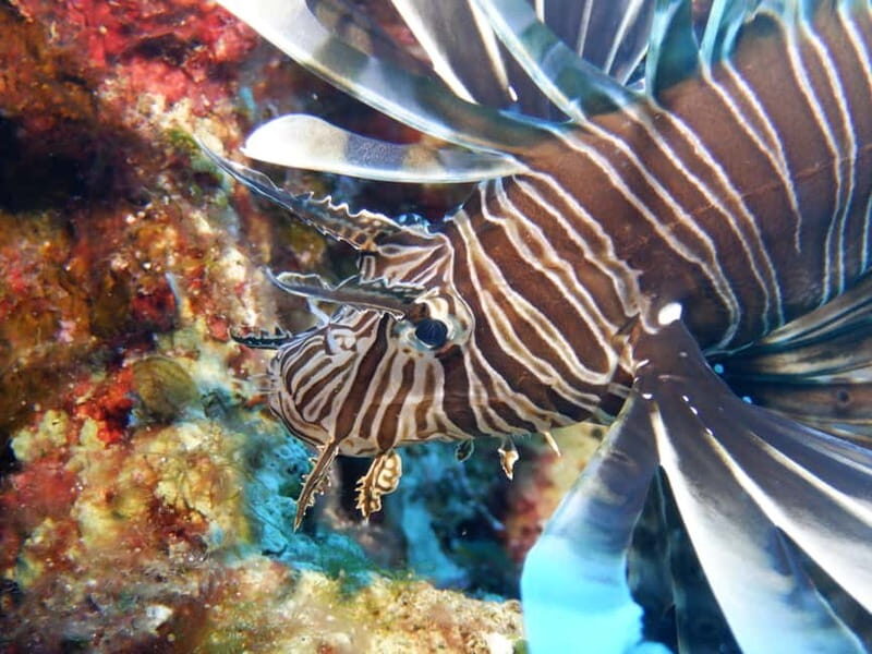 Mononaftis: Certified Scuba Diving - A Practical Dive into Crete’s Underwater World