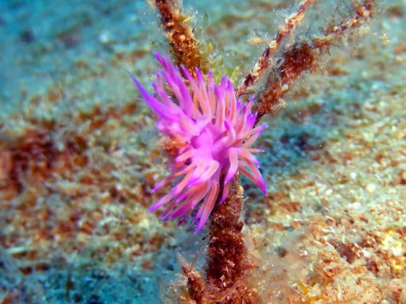 Mononaftis: Certified Scuba Diving - Value and Who It’s Best For