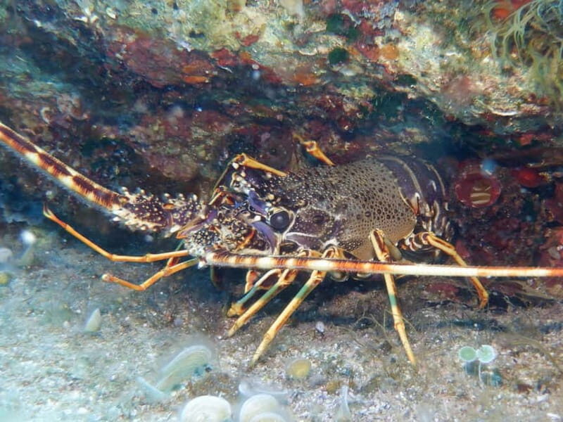 Mononaftis: Certified Scuba Diving - FAQs