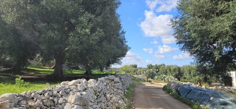 Monopoli: E-bike Ride with Olive Groves & Coastal View - Analyzing the Value