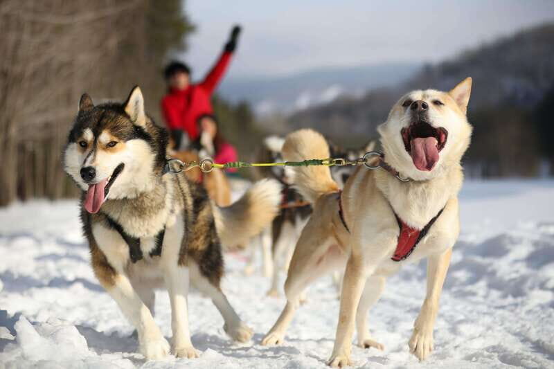 Mont-Tremblant: Guided Dogsledding Tour with Hot Chocolate - Key Points