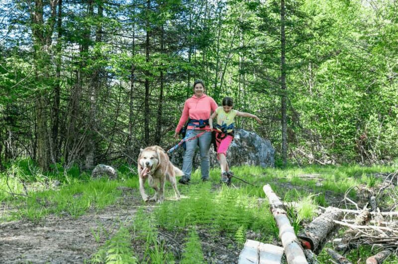 Mont-Tremblant: Sled Dog Hiking Experience - Practical Considerations