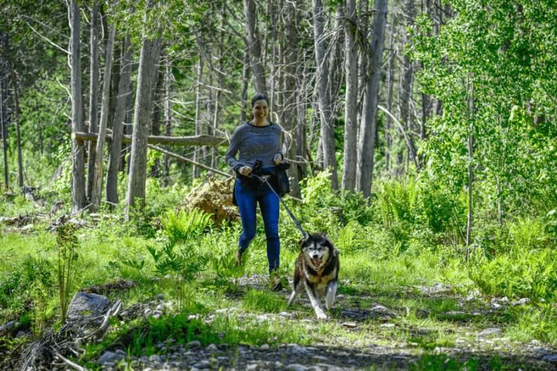 Mont-Tremblant: Sled Dog Hiking Experience - Who Would Love This Experience?