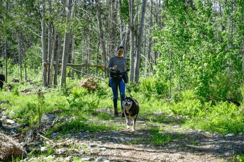 Mont-Tremblant: Sled Dog Hiking Experience - References