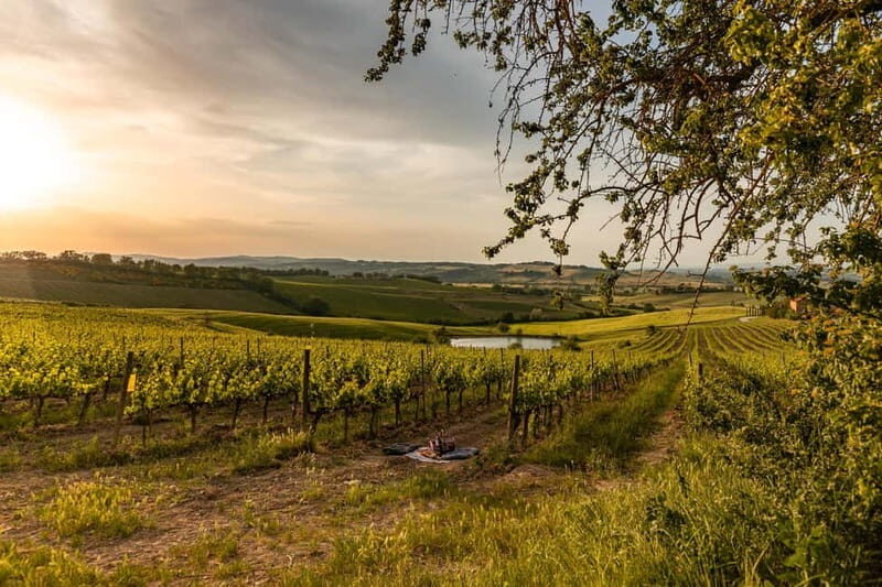 Montalcino: exclusive vineyard picnic with wine - Key Points