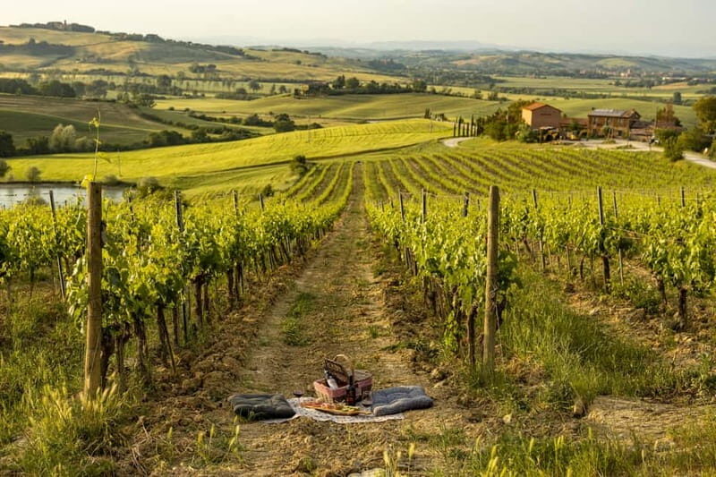 Montalcino: exclusive vineyard picnic with wine - Discovering the Charm of the Montalcino Vineyard Picnic