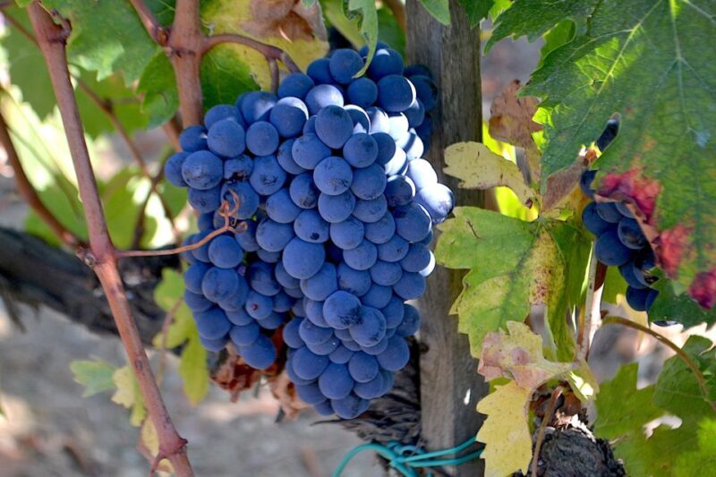Montalcino: Small-Group Brunello Wine Tour from Florence - An In-Depth Look at the Montalcino Wine Tour