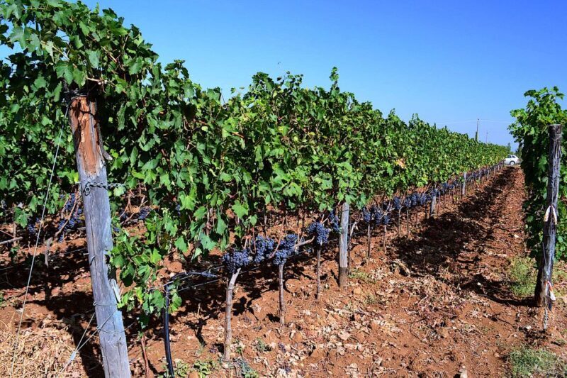 Montalcino: Small-Group Brunello Wine Tour from Florence - Final Thoughts