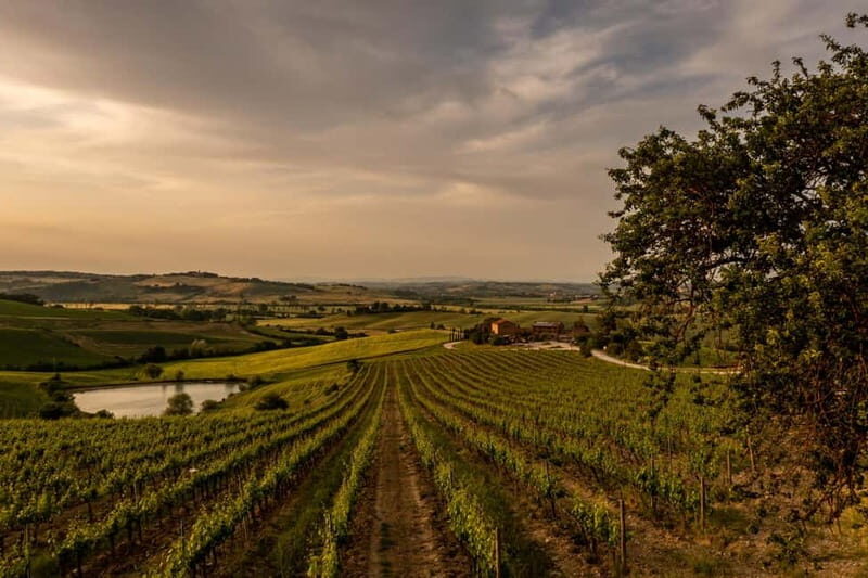 Montalcino: Vineyard Picnic with Rosso di Montalcino Wine - Final Thoughts: Who Should Consider This Experience?