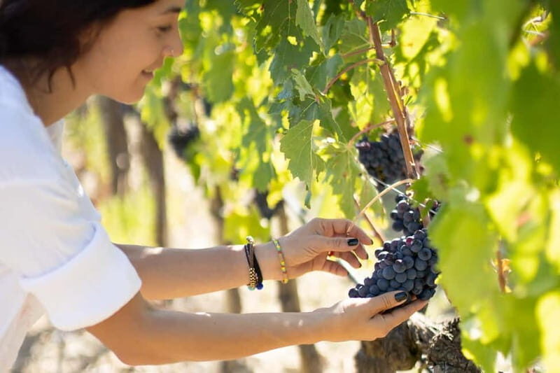 Montalcino: Winery Tour & Brunello Vertical Tasting - Who Will Love This Tour?