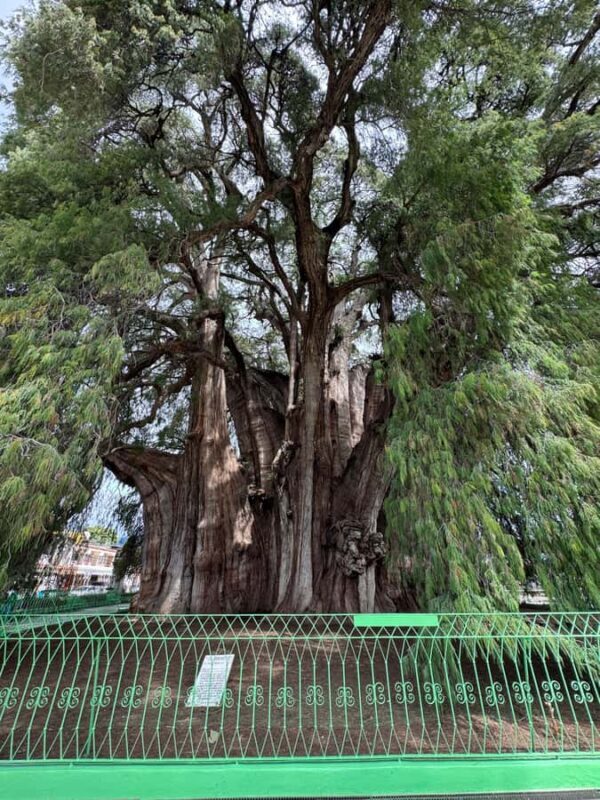 Monte Albán and Mitla Day Tour - Discovering the Heart of Oaxaca: Monte Albán and Mitla Day Tour