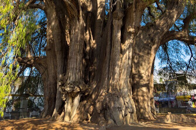 Monte Alban Tree of the Tule Mezcal and Teotitlan del Valle Tour - Who Should Consider This Tour?