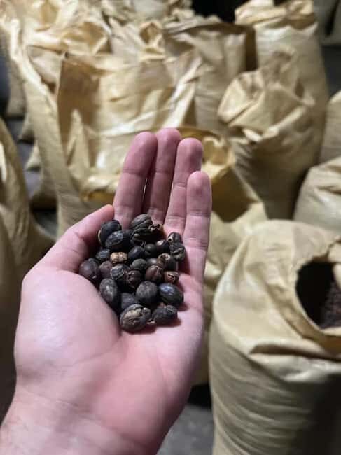 Monte Alto Coffee Tour: Jarabacoa Plantation Experience - Key Points