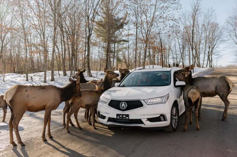 Montebello, QC: General Admission to Parc Omega - FAQ