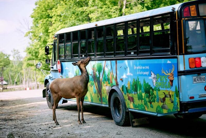 Montebello, QC: Morning VIP Tour at Parc Oméga - Frequently Asked Questions